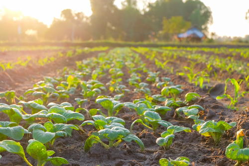 Procurant for Growers